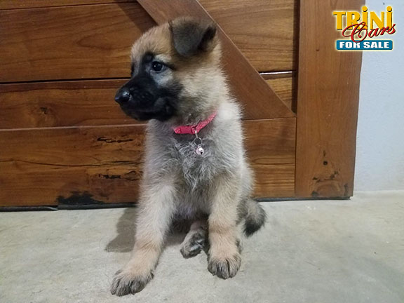 204696 - MiscellaneousGerman Shepherd Pups