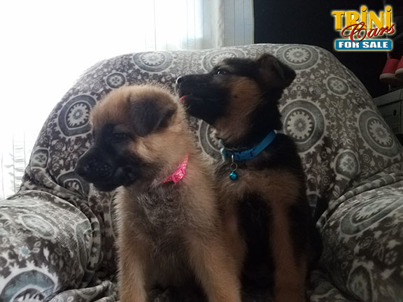 204696 - MiscellaneousGerman Shepherd Pups